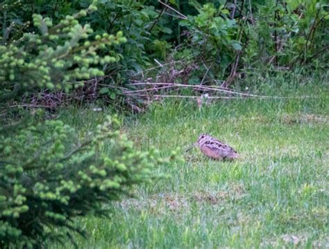 The American Woodcock Facts Identification Photographs And Videos