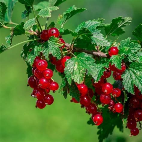 Redcurrant Rovada Organic Potsize 2 Litre Organic Gardener