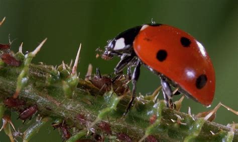 Microcosmos Filmgrab