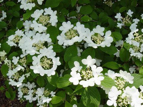 Crabapple Landscapexperts 4 Types Of Hydrangeas
