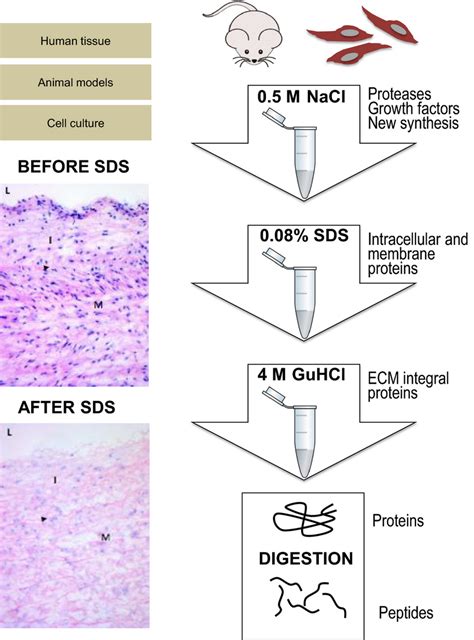 Proteomics Workflow Targeting The Extracellular Matrix Ecm Download Scientific Diagram
