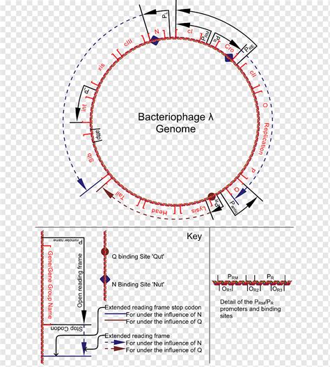 Virus Fago Lambda Lambdavirus Viralzone No Proporcionan Inmunidad A