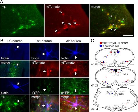 Monosynaptic Glutamatergic Activation Of Locus Coeruleus And Other