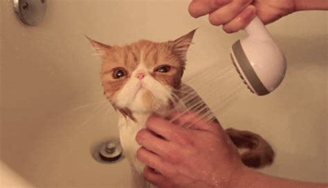 Shower S Get The Best  On Giphy