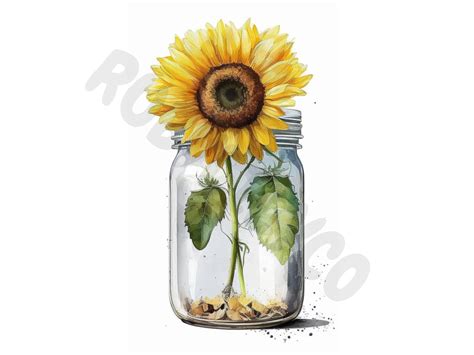 Sunflower Mason Jar Sunflower Clip Art Watercolor Etsy