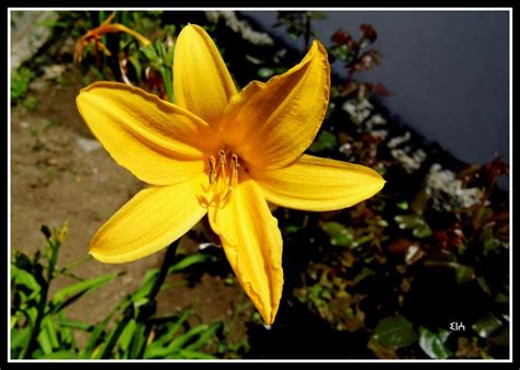 Flor Estrella Imagen And Foto Plantas Flores Macros Fotos De Fotocommunity