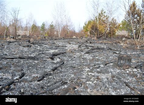 Scorched And Devastated Land After A Fire Ashes And Charred Branches