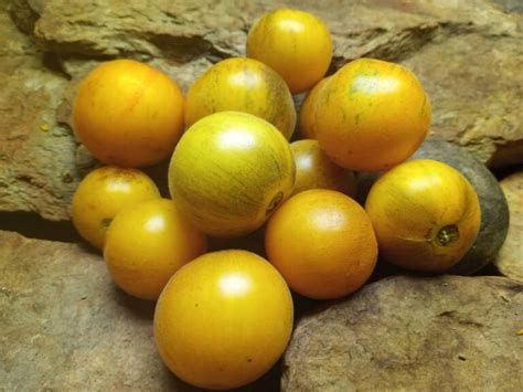 Top 5 Sweetest Cherry Tomatoes By Bounty Hunter Seeds