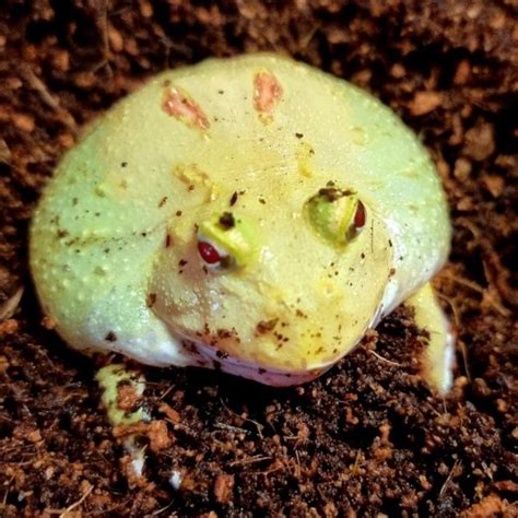 Horned Frog Ceratophrys Cranwelli Pikachu Ridgeway Frozen