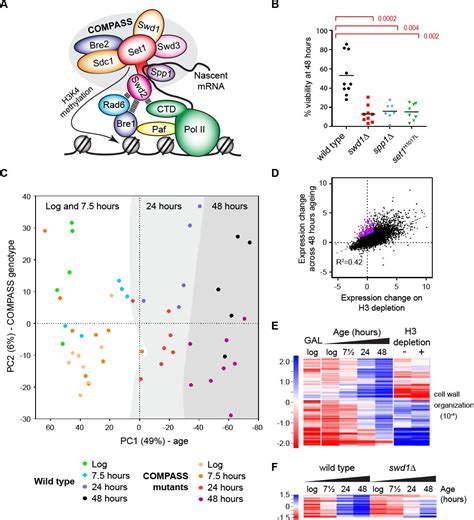 Tri Methylation Of Histone H3 Lysine 4 Facilitates Gene Expression In