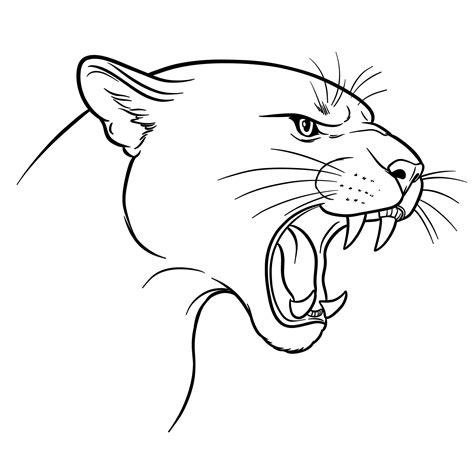 How To Draw A Cougar Step By Step