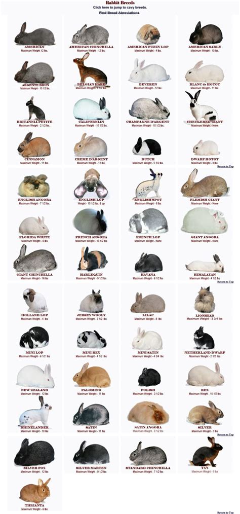 The American Rabbit Breeders Association Currently Recognizes 49 Unique
