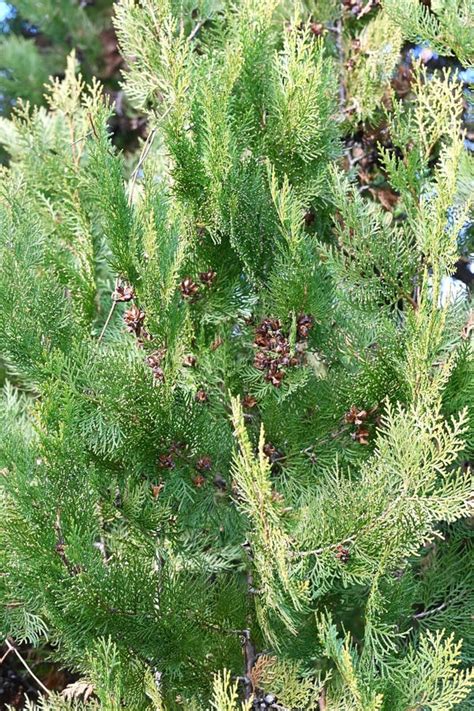 Oriental Arbor Vitae Platycladus Orientalis Seeds Cupressaceae Evergreen Conifer Stock