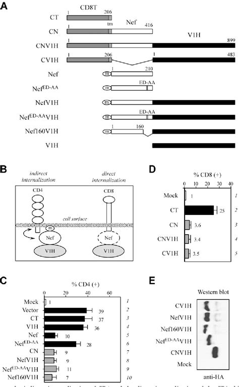 Adaptor Protein Complex 2 Semantic Scholar