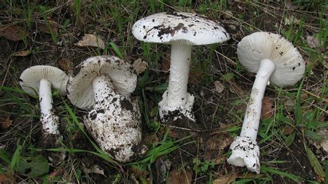 The 15 Deadly Mushroom Types Growing In Us Backyards Everywhere