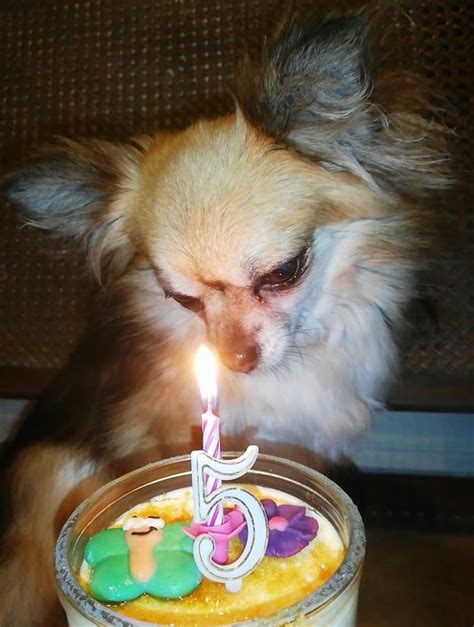 Happy Birthday To Chihuahuas De Léclat Des Minis Choux