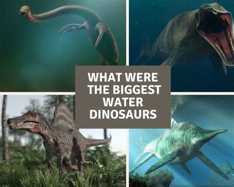 Could Pyroraptor Swim A To Z Dinosaurs