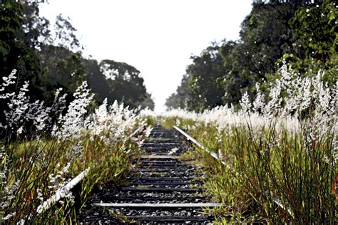 Tall Grass And Train Tracks Smithsonian Photo Contest Smithsonian