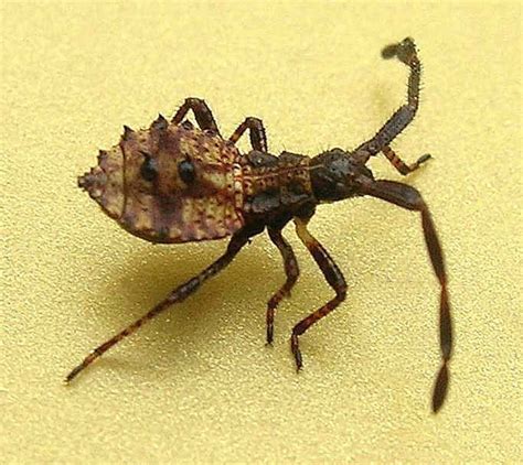 Dock Bug Squashbug Coreus Marginatus