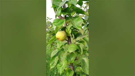 Naspati का Tree 🎄 Nature Lovers 😇 Youtube