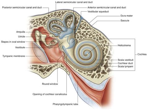 Visual Anatomy 視覚解剖学
