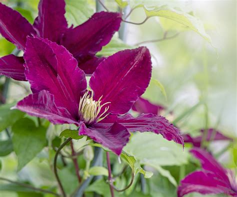 Deadheading Clematis Expert Tips To Complete The Job Homes And Gardens