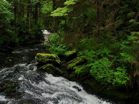 Tongass National Forest