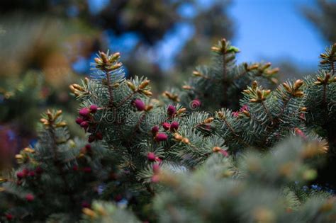 Spruce Blossom Small Bright Pink Color Young Coniferous Flowers Or