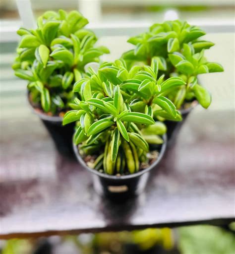 If You Love Tacos Then Get This Adorable Taco Plant