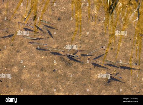 Roach Balkan Roach Rutilus Rutilus Leuciscus Rutilus School Of