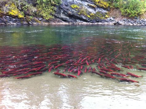 Salmon Natural Events Alaska Salmon Migration King Salmon Alaska