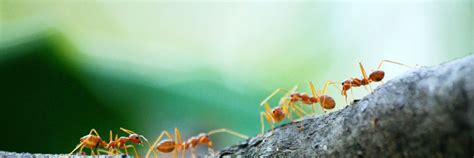 Secretariat Multilateral Fund