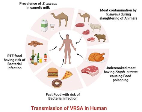 Zoonotic Transmission Of Vancomycin Resistant Staphylococcus Aureus