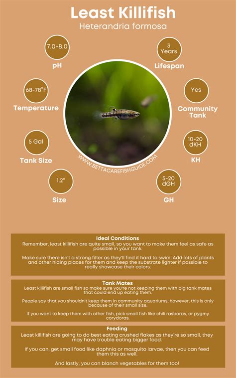18 Easy To Breed Fish And How To Care For Them