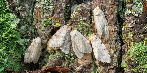 Gypsy Moth Control