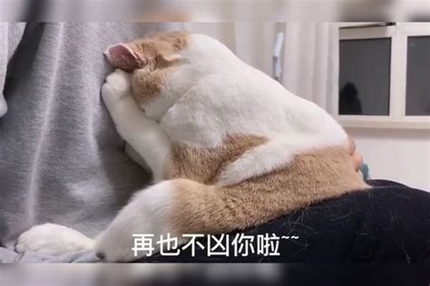 犯错被训，橘猫委屈极了