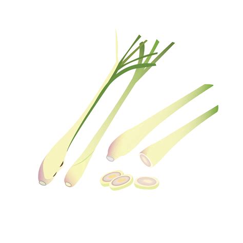 Lemongrass Vector Set Isolated On White Background Lemongrass Flat Vector Illustration Cartoon