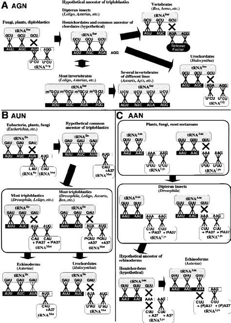 Possible Pathways For The Reassignment Of Agn A Aun B And Aan