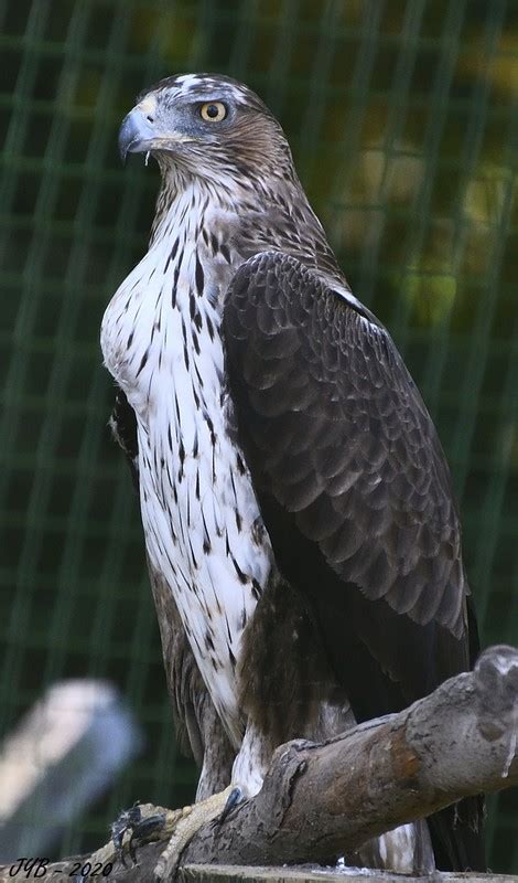 Laigle De Bonelli Aquila Fasciata Bonellis Eagle