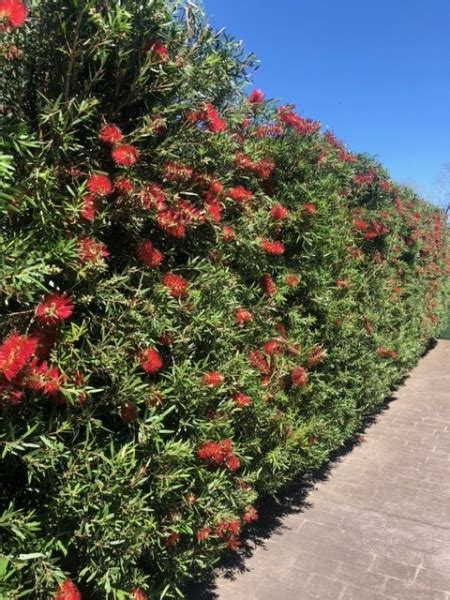 Buy Callistemon Slim Native Plants In Australia Callistemon Viminalis