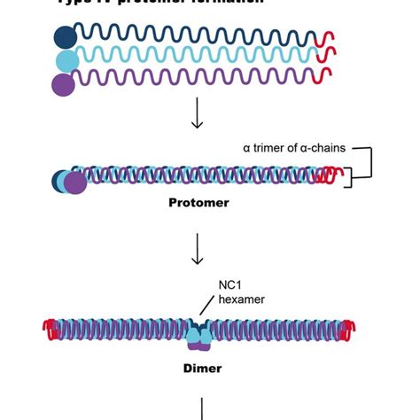 Type Iv Collagen Network Formation Involving Interaction Between The Download Scientific
