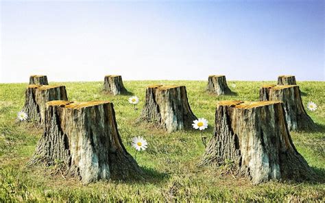 Cutting Trees Pictures