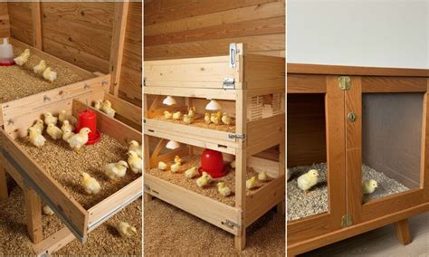 Starting Chicks 28 Safe And Warm Brooder Box Solutions Crafty Sphere