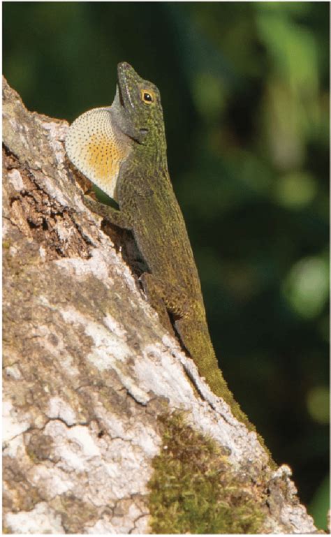 Glowing Ember Trunk Anole Anolis Distichus Favillarum With Bicolored Download Scientific