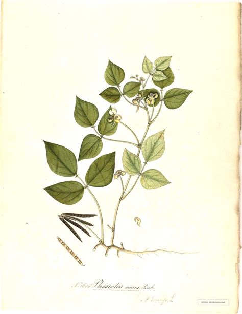 Vigna Radiata Systematics Etymology Habitat Cultivation