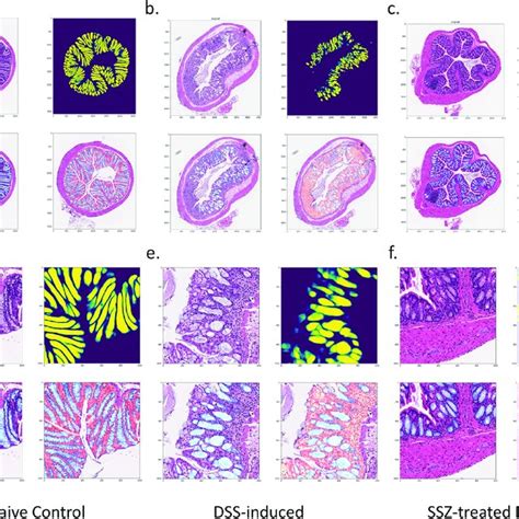 Segmentation Results From The Mouse Colon Tissue Dataset Whole Image Download Scientific