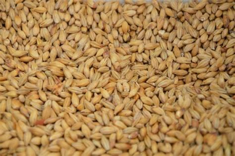 Difference Between Seed And Grain