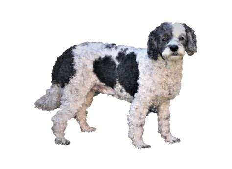 Cockapoo ⇒ Die Ideale Hunderasse Für Dich