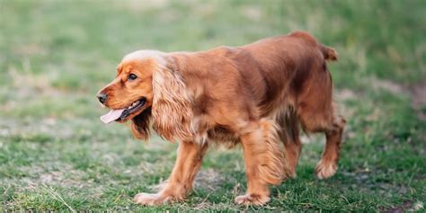 Cocker Chien Tout Sur Les Cockers