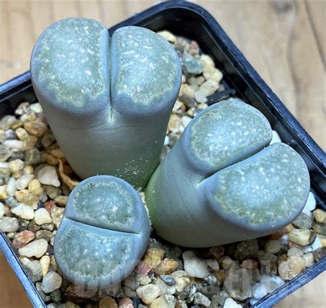 Sh18602 Lithops Salicola C086 Maculate Form Cactus Online